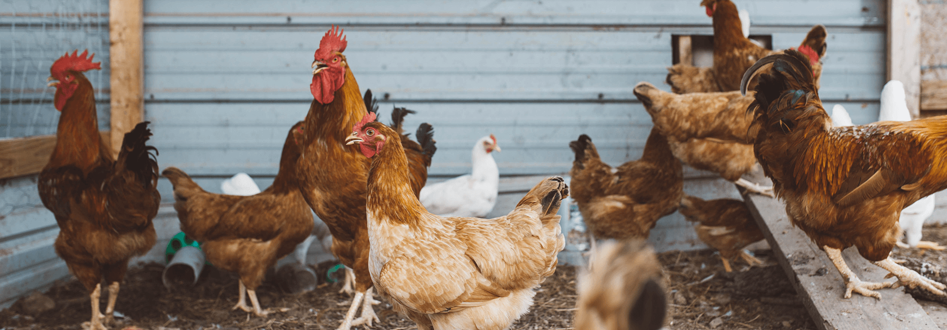 The story behind Betsy, the world’s first network of Chicken Hotels ...