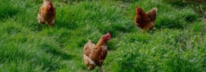 Betsy’s top 10 chicken names – Betsy