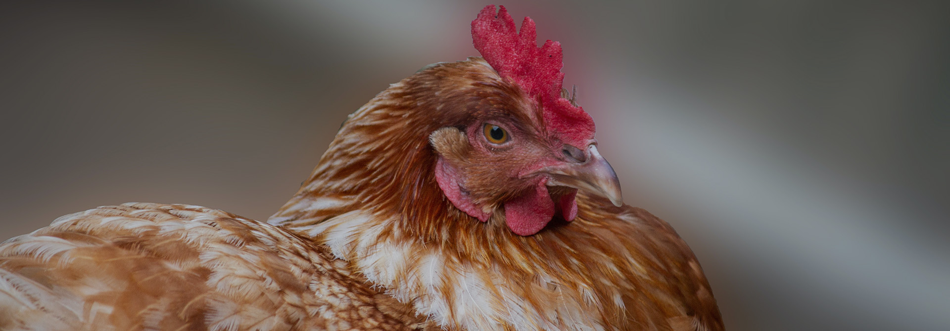 Betsy’s guide to managing broody hens - Betsy