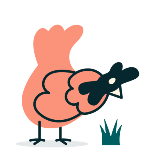 Betsy’s top 10 chicken names – Betsy