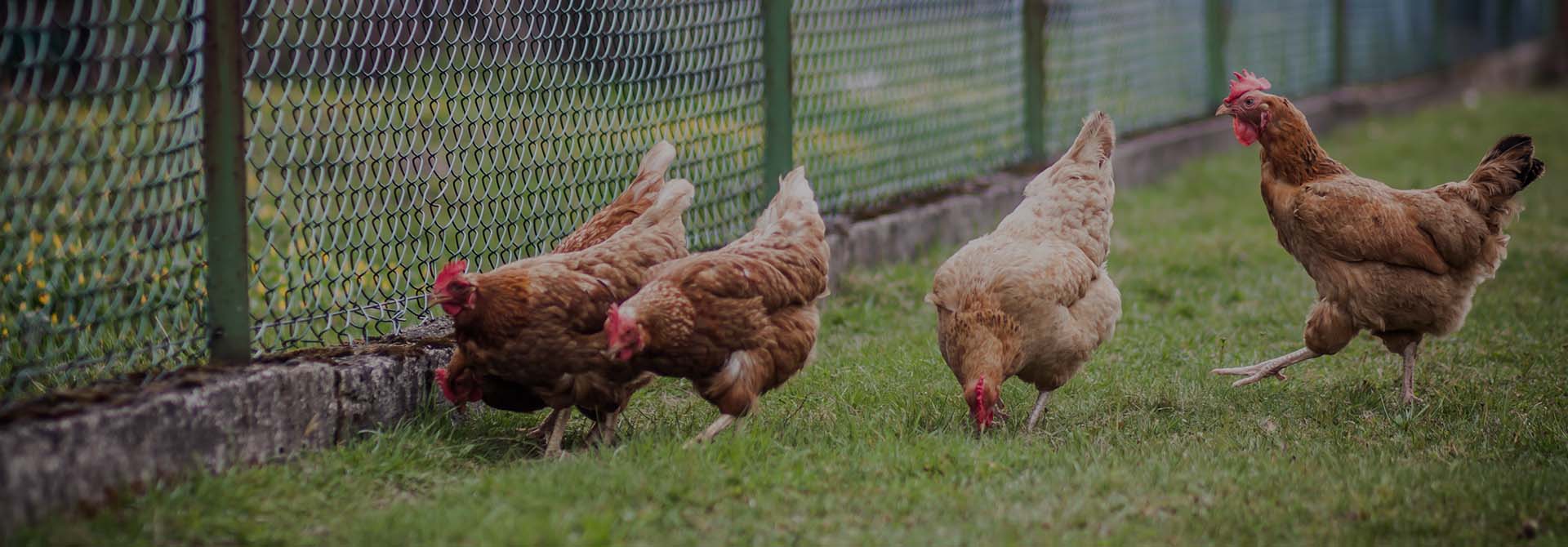 Chicken boarding near me!? Here’s what to look for in a Chicken Hotel ...
