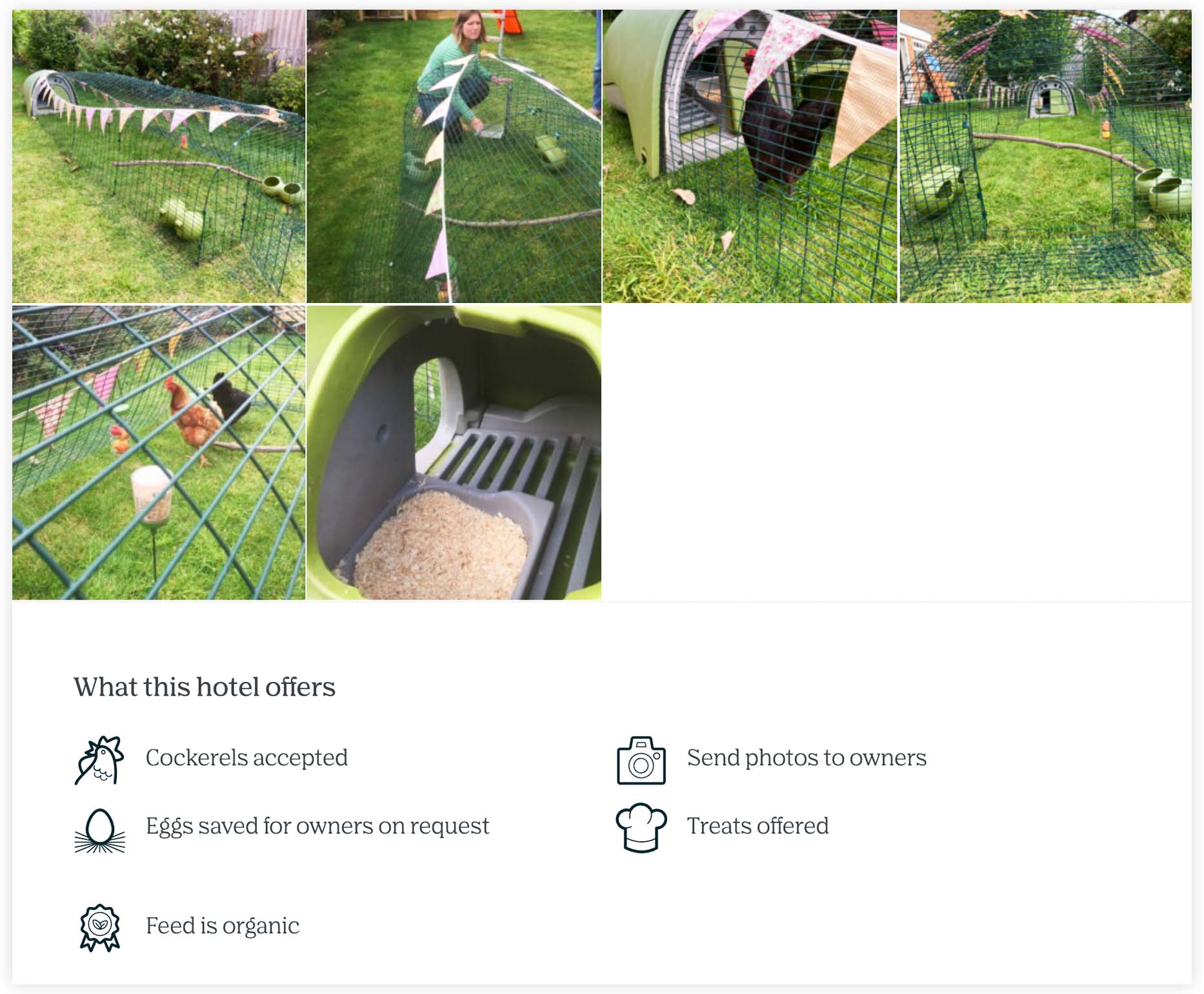 Chicken boarding near me!? Here’s what to look for in a Chicken Hotel ...