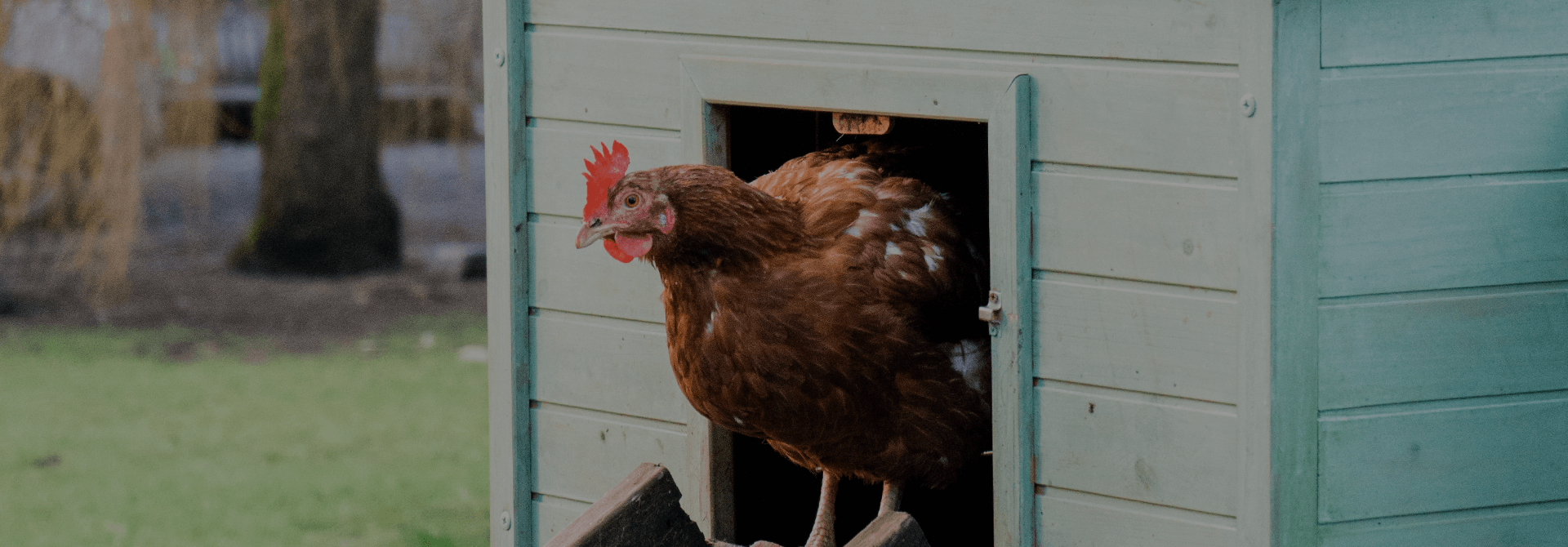 Betsy's guide for transporting your pet chickens to a chicken hotel - Betsy