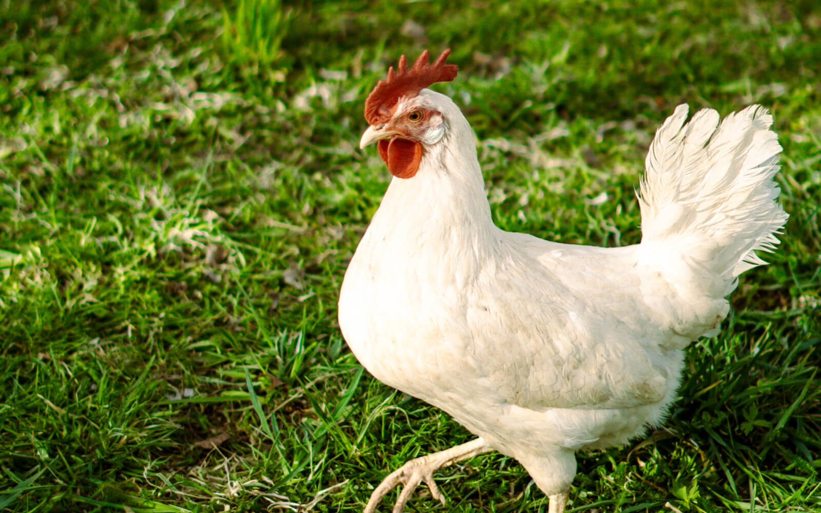 Chicken Boarding during Avian Flu season - Betsy